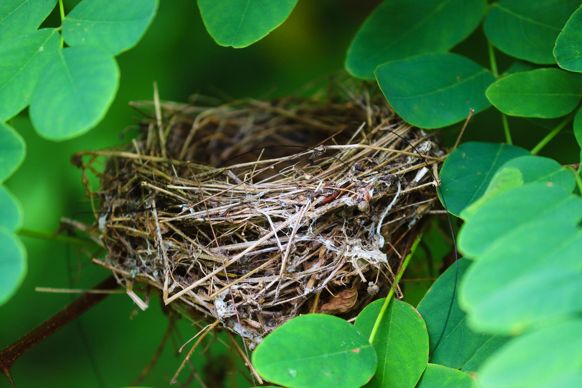 Een vogelnestje op je hoofd (opvoeden over oordelen) - Elke dag nieuw
